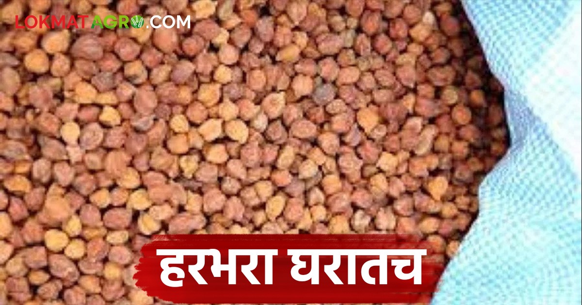 Harbhara Bajar Bhav read in details