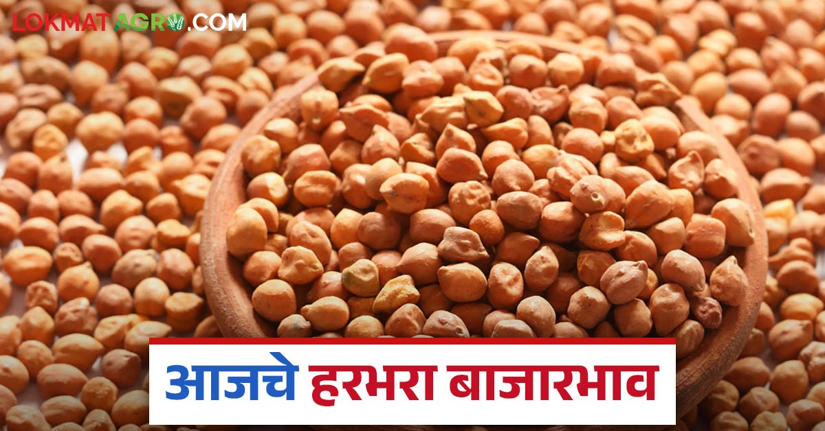 Today's Harbhara market arrivals read in details