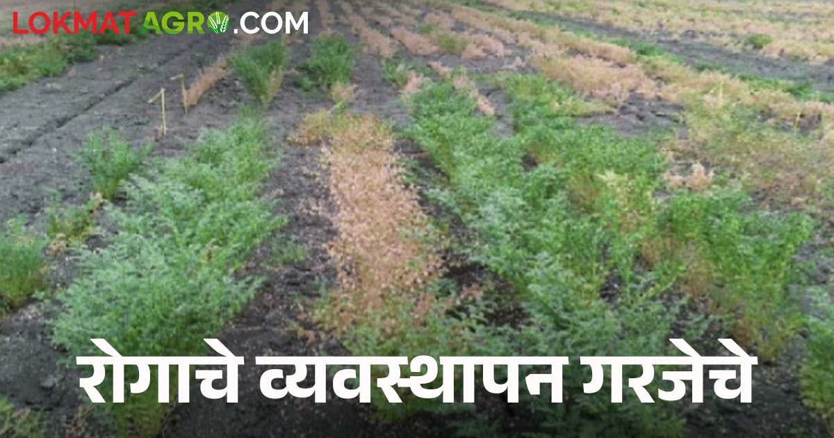 Harbhara crop disease mangement