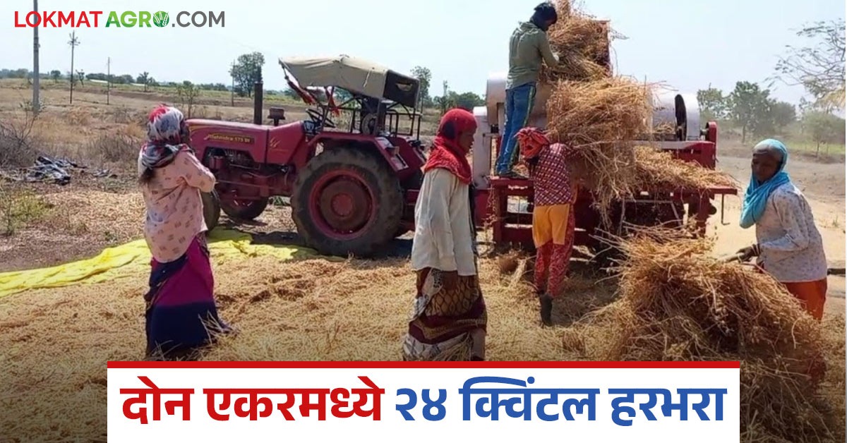 Harbhara Sheti : चंद्रपूरच्या शेतकऱ्याने दोन एकरमध्ये 24 क्विंटल ...