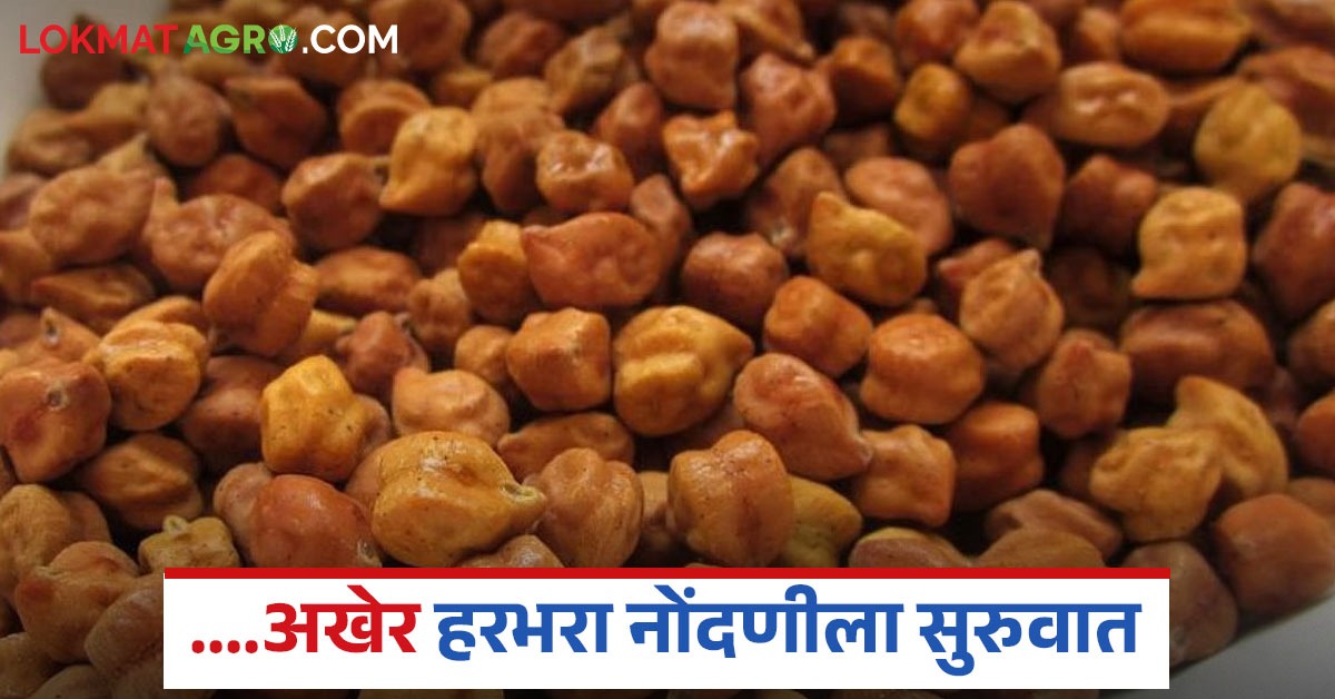 Online registration for sale of Harbhara, Rabi paddy begins started