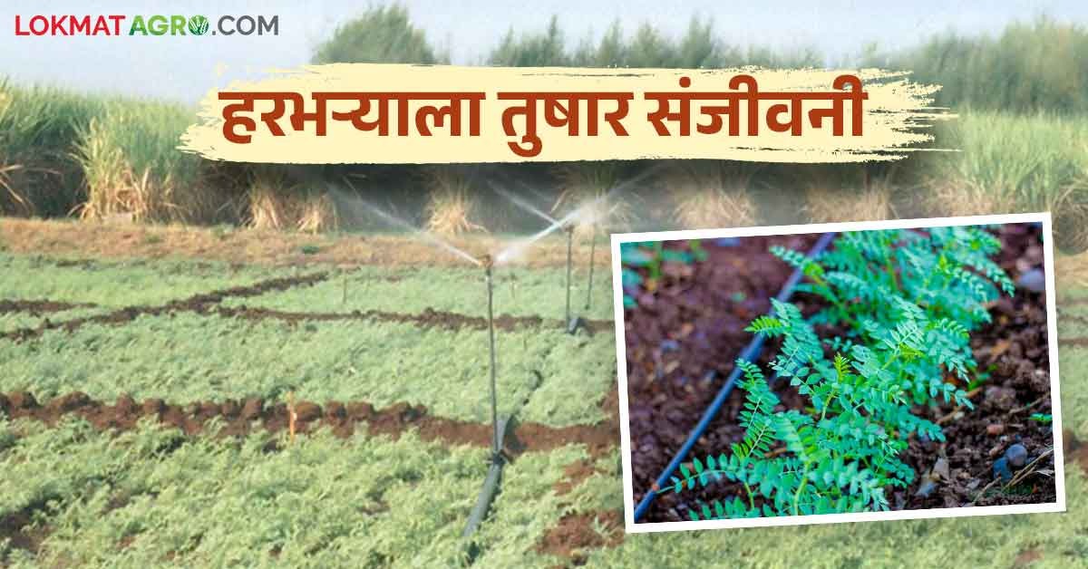 हरभरा पिकात तुषार सिंचनाने पाणी देण्यामुळे कसे होतात फायदे वाचा सविस्तर ...