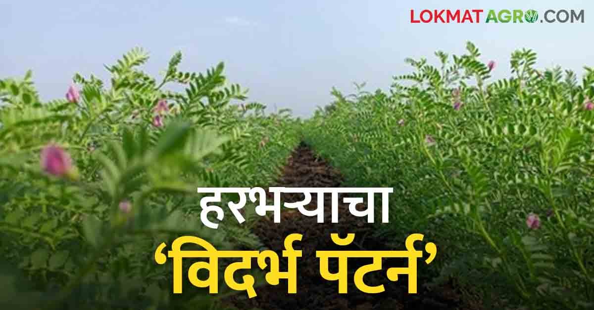 Harbhara Sowing : खरिपात साेयाबीन, तर रब्बीत हरभऱ्याचा ‘विदर्भ पॅटर्न ...