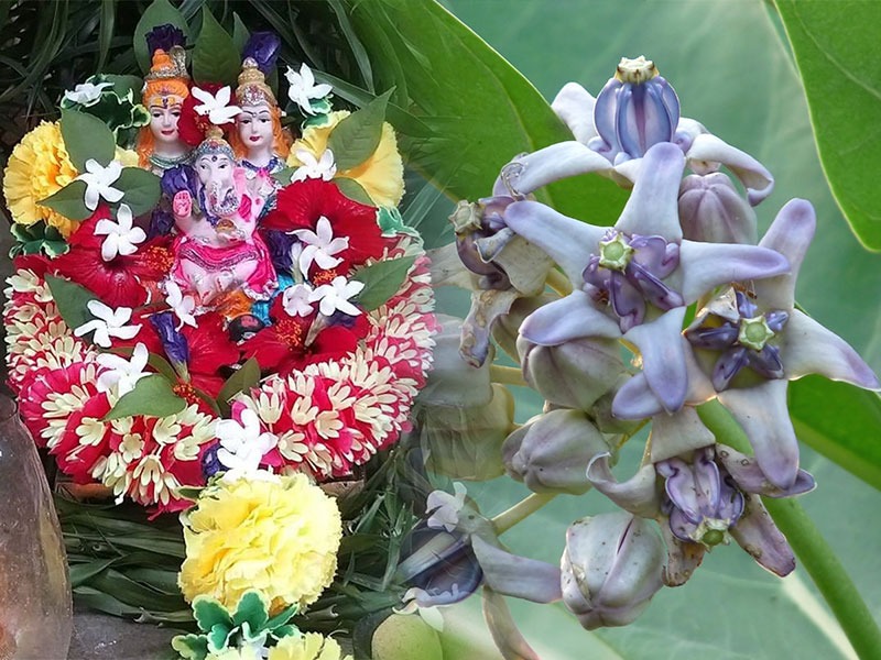 हरितालिकेच्या पुजेत रुईचे फुल वाहताय? रुईचे फुल आरोग्यासाठी फार ...