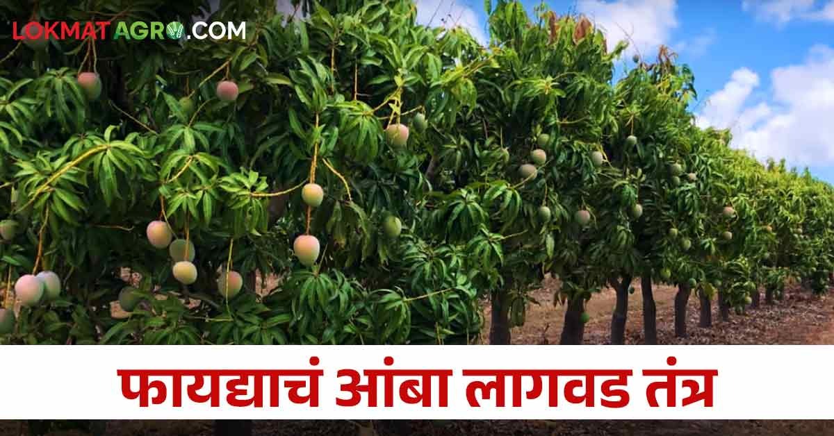 Mango Cultivation आंबा लागवड करताय? आलीय ही लागवडीची नवीन पद्धत | Mango Cultivation: Cultivating ...