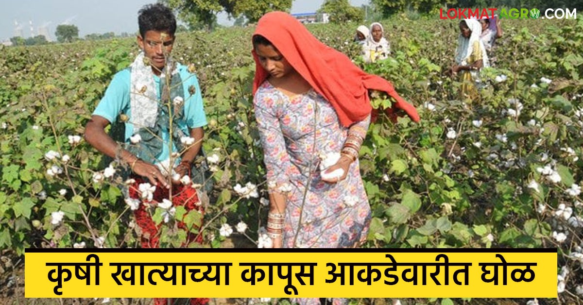 Kapus Kharedi : कृषी विभागाच्या कापूस उत्पादकतेच्या आकडेवारीत घोळ, काय ...