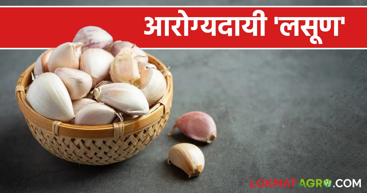 Health Benefits Of Garlic : निरोगी शरीराचा आरोग्य मंत्र; लसूण आहे उत्तम ...