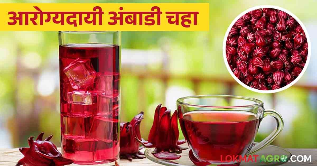 Ambadi Tea : विविध आजारांवर मात करणारा आरोग्यदायी अंबाडी चहा | Ambadi ...