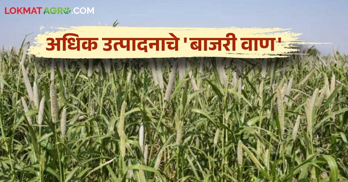 Bajari Crop Management : बाजरी लागवड करायची आहे ? मग 'हे' सर्वोत्तम ...