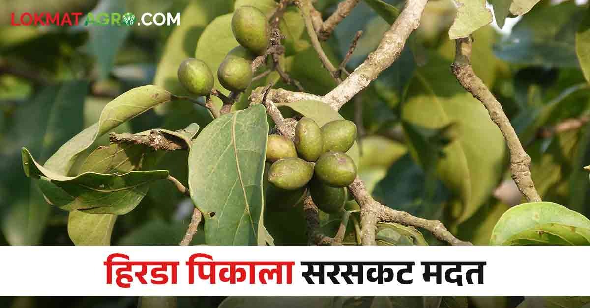हिरडा पिकाला लवकरच मिळणार नुकसानभरपाई.. सरसकट मदतीचा निर्णय | The ...