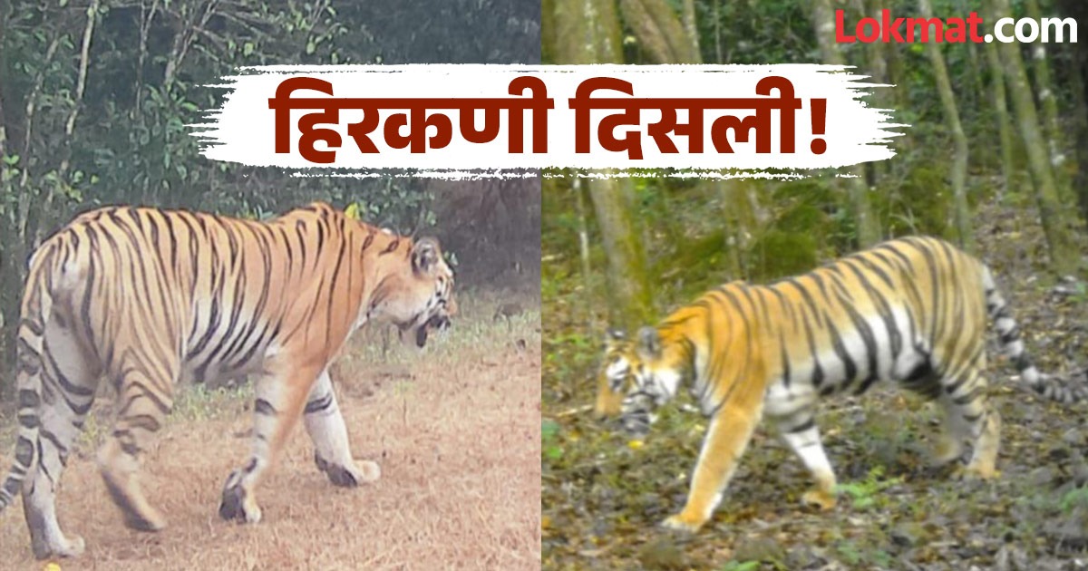 Hirkani Tigress: चकवा देणारी ‘हिरकणी’ पुन्हा कॅमेऱ्यात कैद; गळ्यातील ...