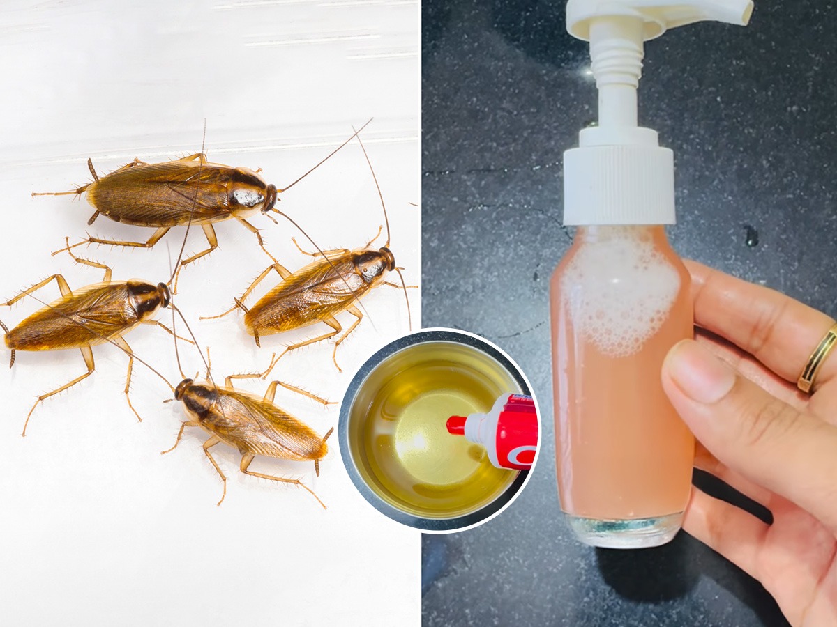 घरभर झुरळं पळताना दिसतात? आठवड्यातून एकदा 'हे' पाणी शिंपडा- घरात झुरळं ...