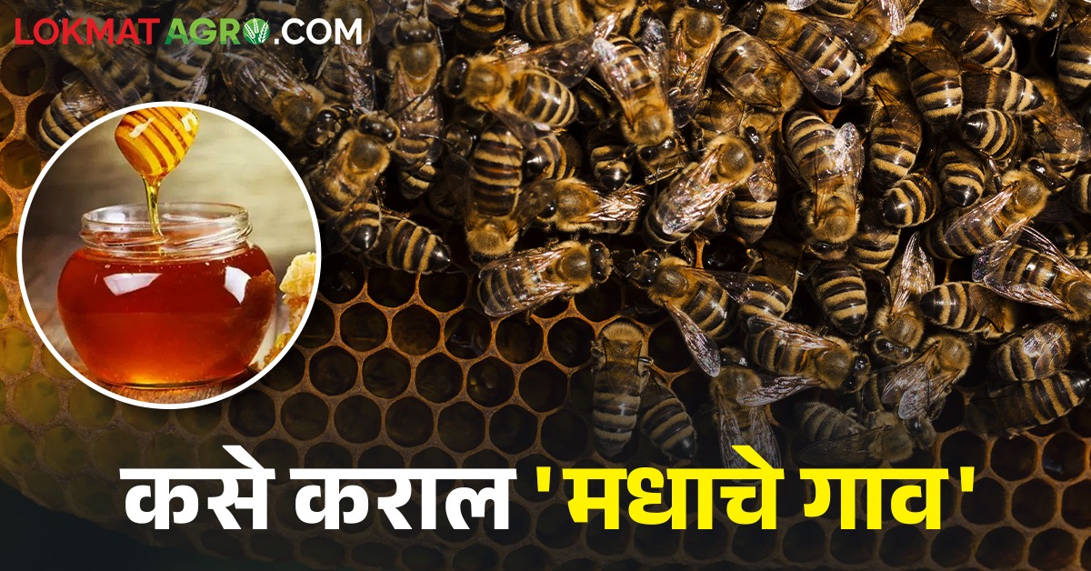 राज्यात 'मधाचे गाव' योजना राबविण्यास मान्यता; कशी केली जाते गावाची निवड | Approval to implement ...