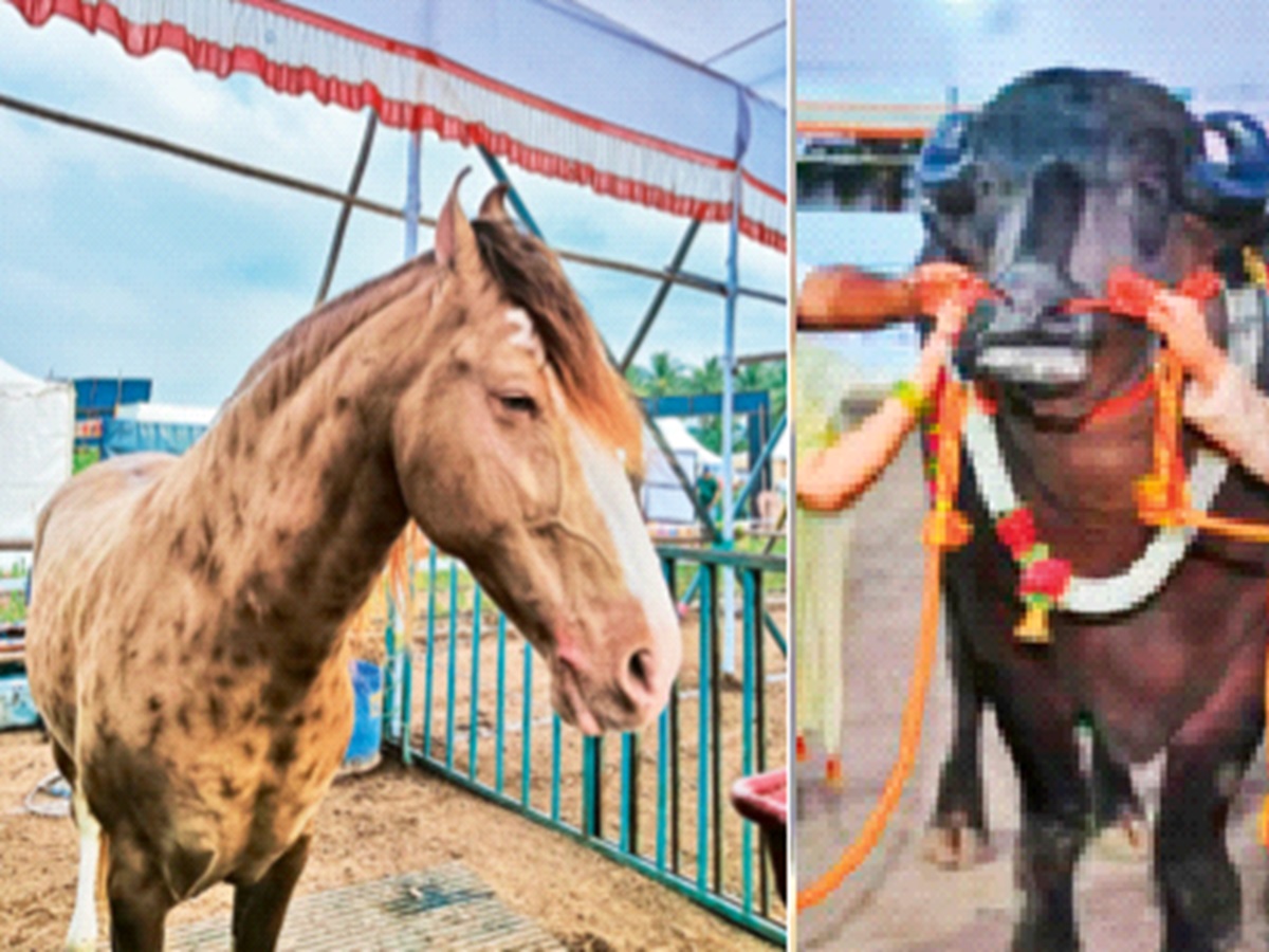 ११ कोटींचा सोनेरी रंगाचा घोडा, एक कोटीची कंधारी गाय अन् मुऱ्हा रेडा ...