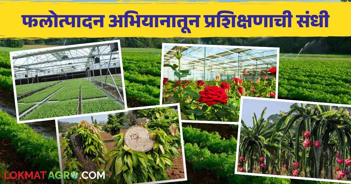 एकात्मिक फलोत्पादन विकास अभियान अंतर्गत शेतकऱ्यांना विविध प्रशिक्षणांची ...
