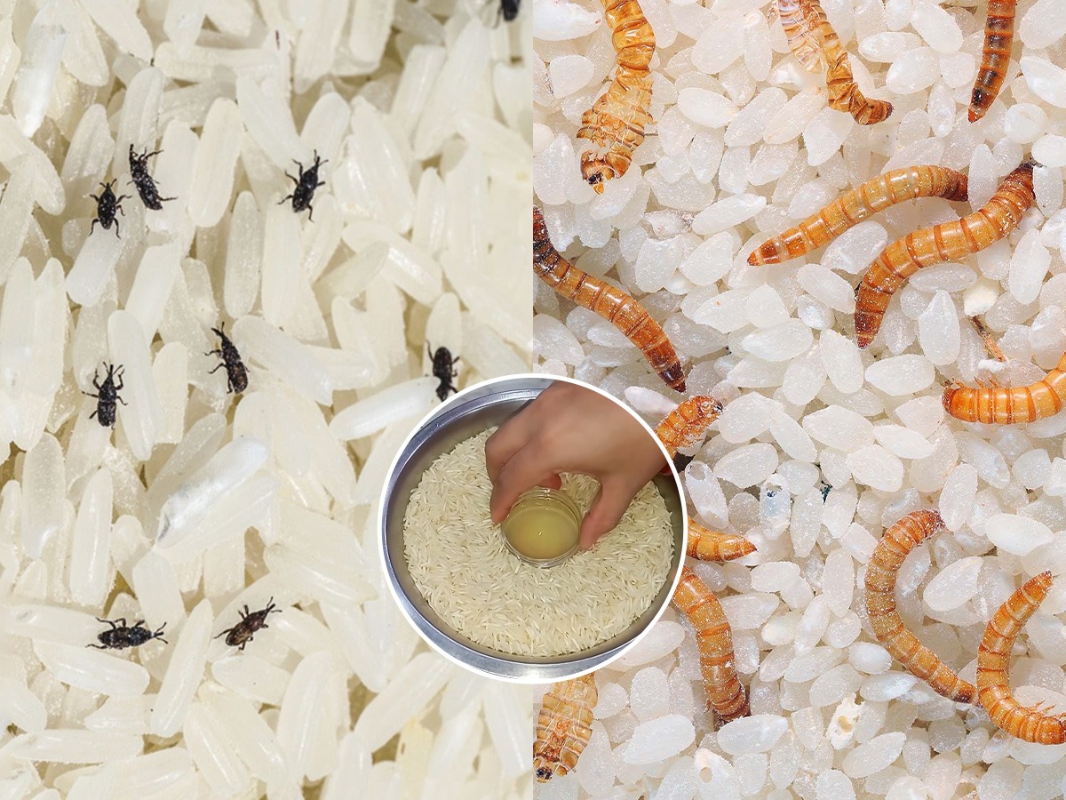 तासंतास तांदूळ निवडण्याची चाळण्याची झंझट विसरा - ही ट्रिक पाहा अळ्या ...