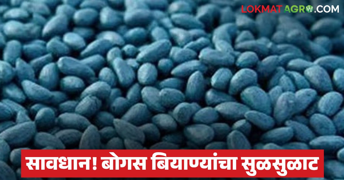 latest news HTBT Cotton Seeds: Beware! The proliferation of bogus seeds ...