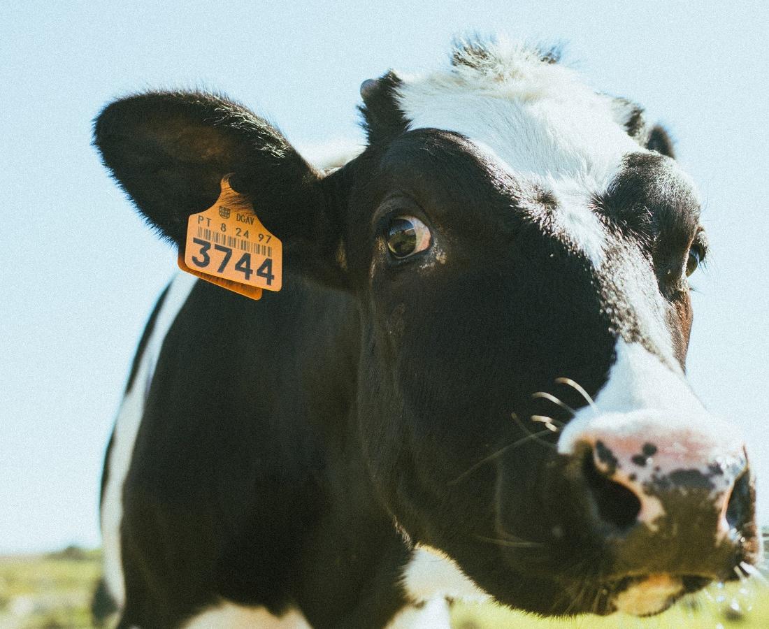 तुमच्या पशुधनाचे आधार कार्ड काढले का? | INAPH, Aadhaar card for your ...