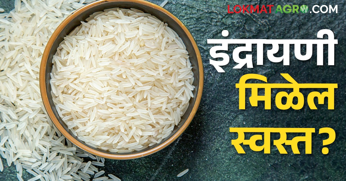 नवा तांदूळ बाजारात आला; कोणत्या तांदळाला मिळतोय किती दर? | New rice ...