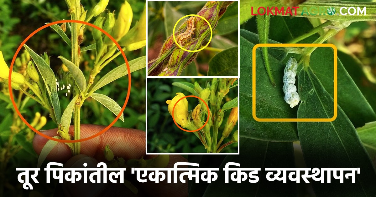 Pigeon Pea Crop Management : तूर पिकांतील शेंगा पोखरणारी अळी सह प्रमुख ...