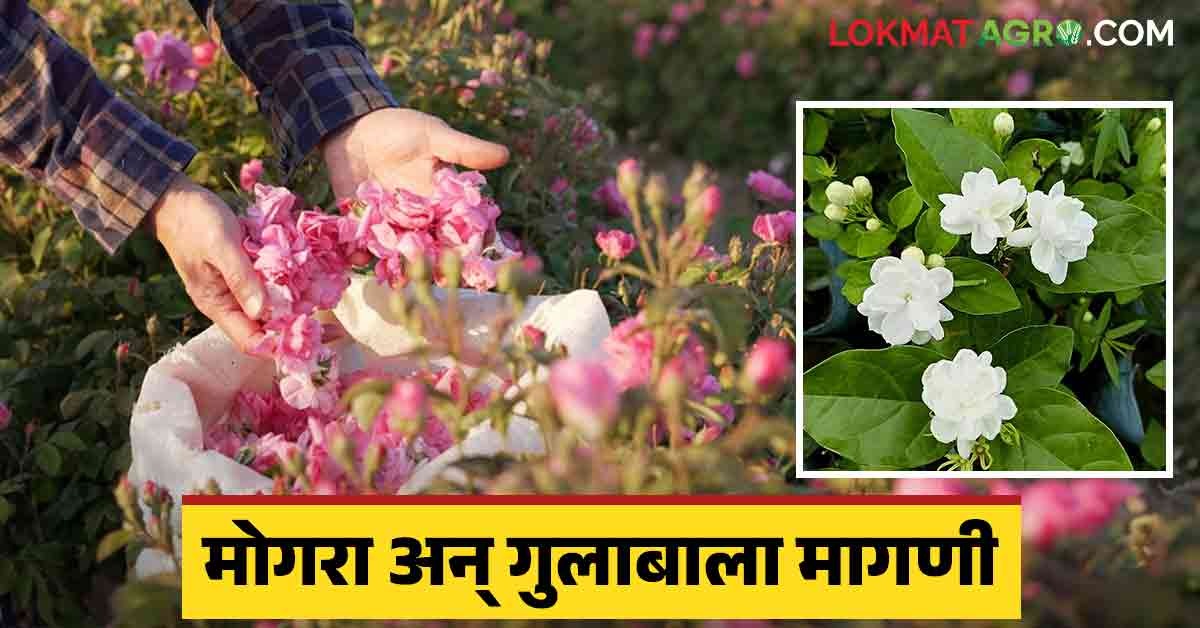 flower demand in the market due to election fever