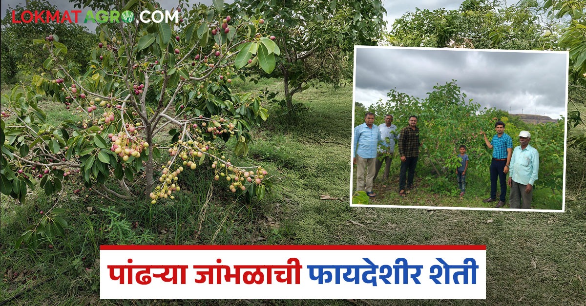 कमी खर्चात जास्त उत्पन्न मिळवून देणाऱ्या थायलंडच्या पांढऱ्या जांभळाची ...