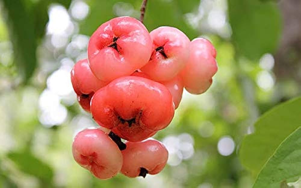 सफेद, गोड चवीच्या जामचे गाव Mumbai Marathi News | safed the village of ...