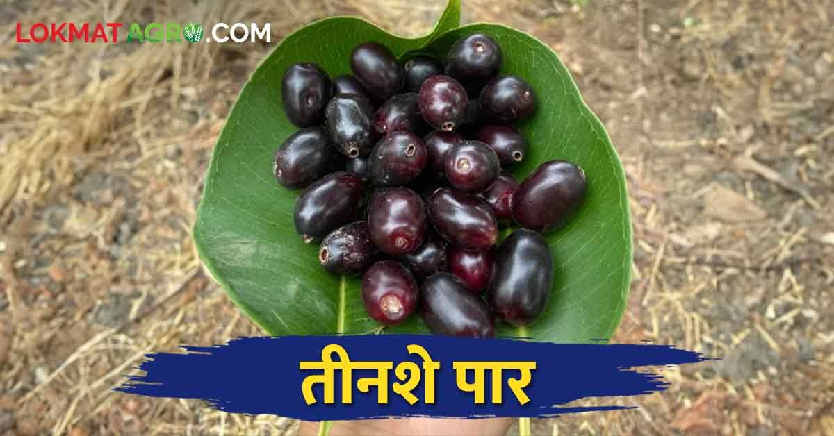 एक किलो जांभळाला मिळतोय इतका दर | one kilo jamun get how much market ...