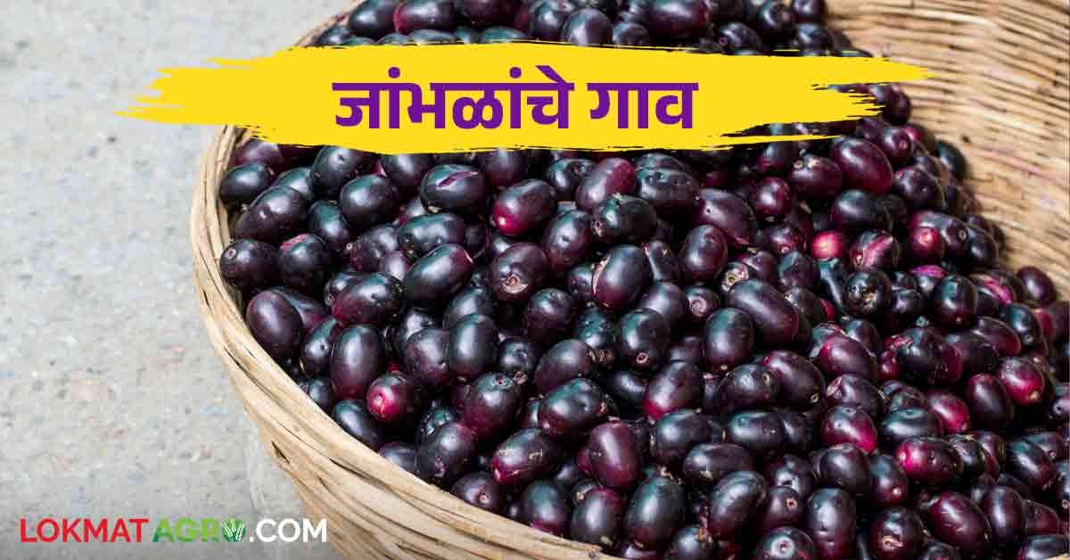 अंबरनाथमधील हे गाव होणार जांभळांचे गाव १० हेक्टरवर रोपांची लागवड | This ...