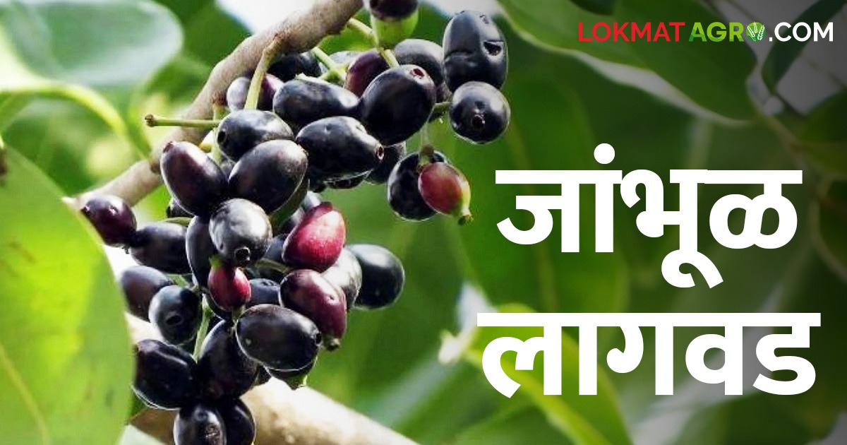 Jamun Cultivation बाजारात या फळाला मिळतोय चांगला बाजारभाव; कशी कराल ...