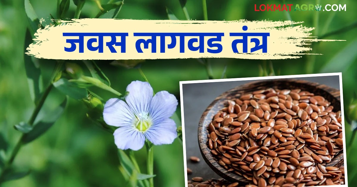 Javas Lagwad : कोलेस्ट्रॉल कमी करण्यास मदत करणाऱ्या जवस पिकाची कशी कराल ...