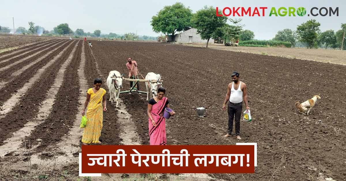 latest news Jowar sowing read in details