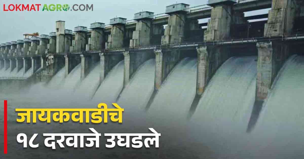 jayakwadi dam over flow