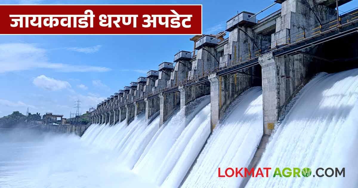 latest news Jayakwadi Dam Water Release Update read in details