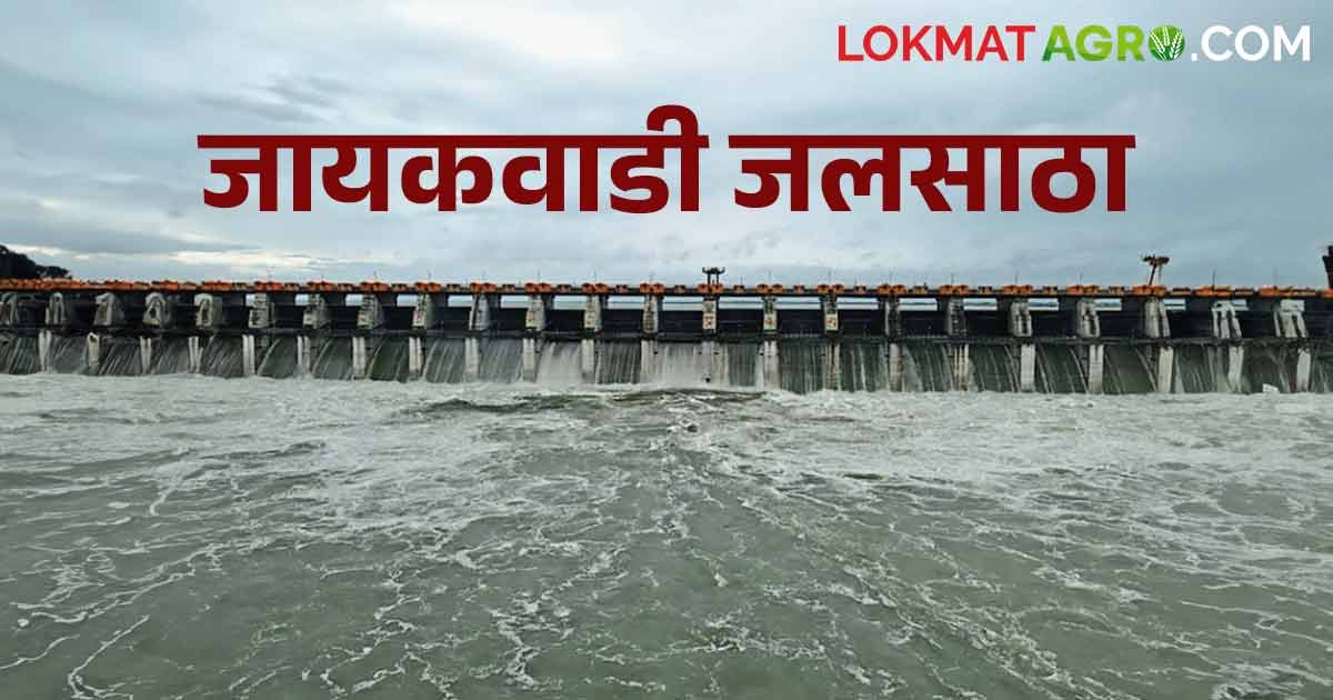 latest news Jayakwadi dam water level up to 49%; Flood-like situation ...