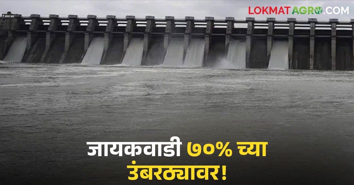 latest news Today's Water storage in Jayakwadi dam at 66 percent Water ...