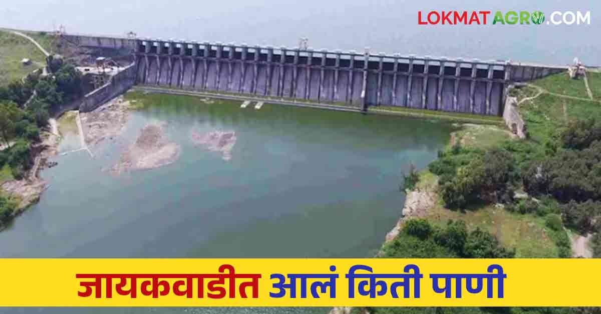 Jayakwadi Dam Water Level : गोदावरीत आले ७० हजार क्युसेकने पाणी ...