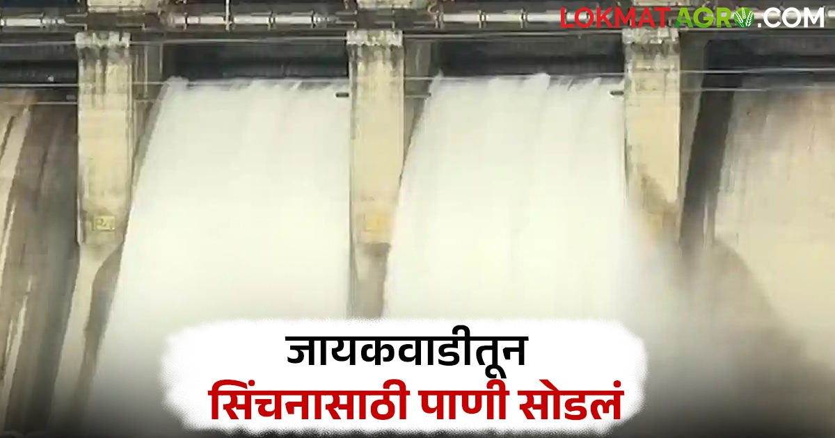 latest news Jayakwadi Dam Update : Water from Jayakwadi to both canals ...