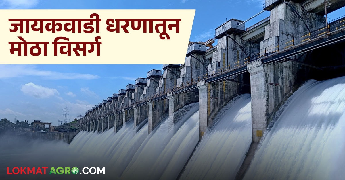 latest news Jayakwadi Dam water Release read in details
