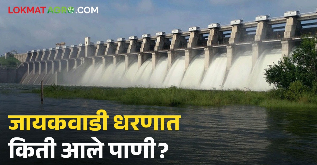 latest news Jayakwadi Dam water Update read in details