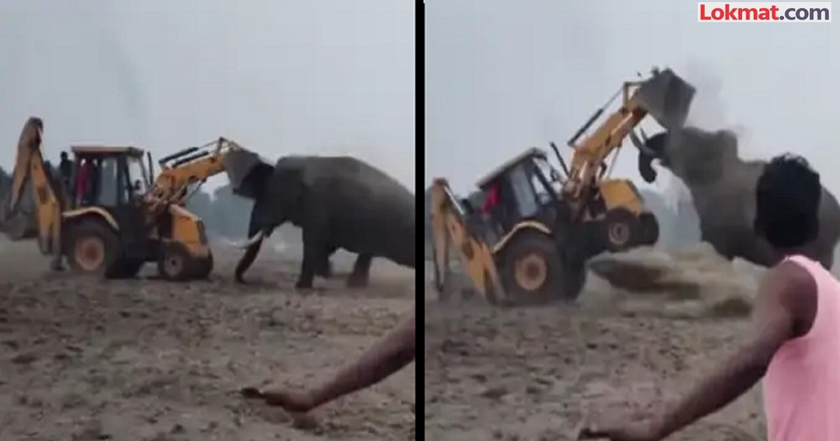 अबब! संतापलेला गजराज थेट JCB ला भिडला, अशी टक्कर दिली की...पाहा Video ...