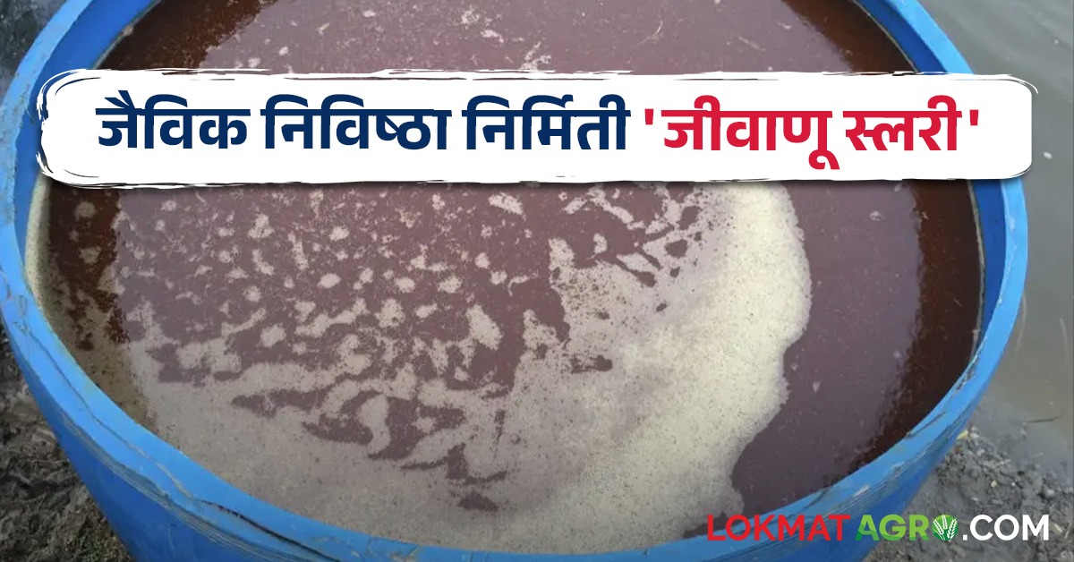 Bacterial Slurry जमिनीत सूक्ष्मजीवांची संख्या वाढवायचीय; तयार करा ही ...