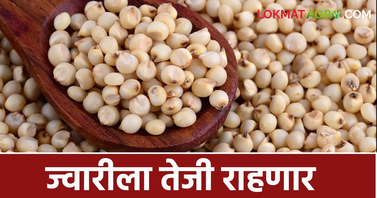 Jwari Bajar Bhav : ज्वारीच्या मागणीत वाढ; जुन्या ज्वारीलाही मिळतोय नवीन ...