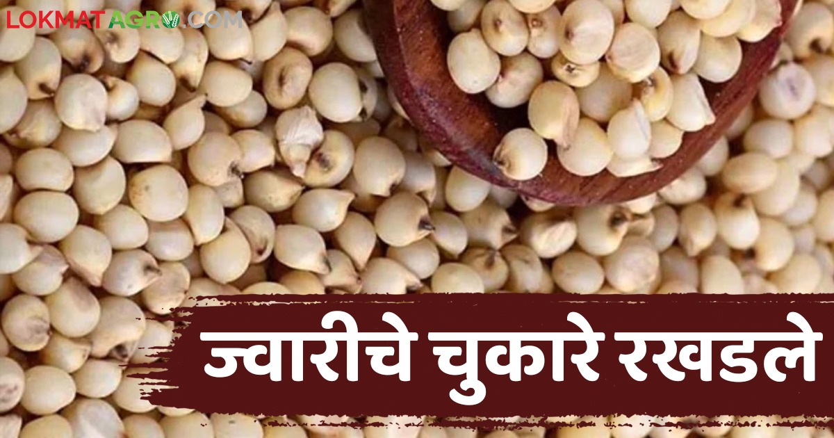 latest news Jowar MSP Payment Delay: jowar msp payment pending 23 crore ...