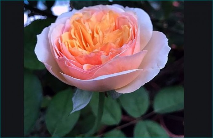 Juliet Rose : १५ वर्षांच्या अथक प्रयत्नांनंतर फुललं जगातील सर्वांत ...