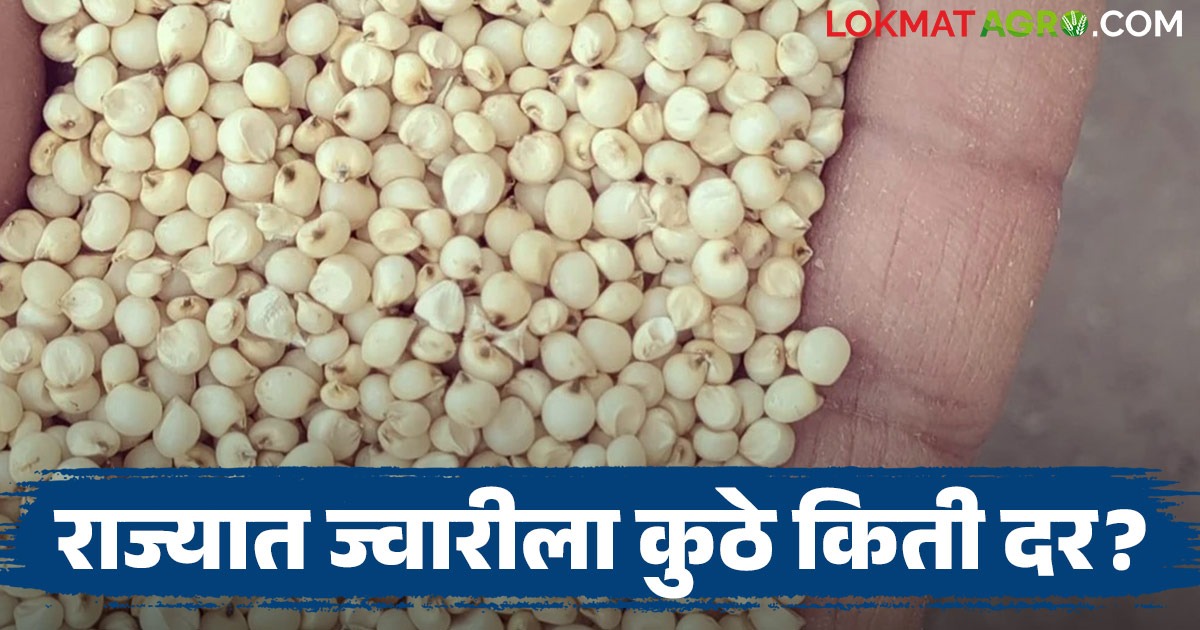 बाजारात दादर व शाळू ज्वारीपेक्षा मालदांडीला अधिक पसंती; वाचा ...