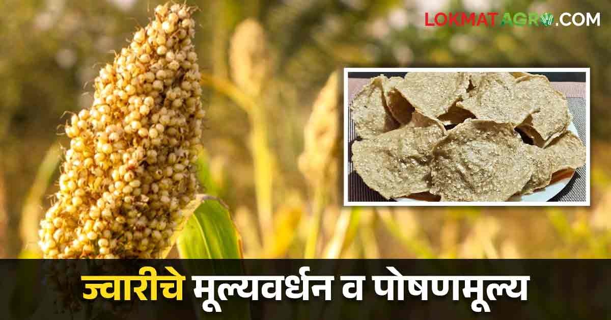 ज्वारीचे उपपदार्थ करून मिळवा अधिकचा नफा; ज्वारीचे मूल्यवर्धन व ...