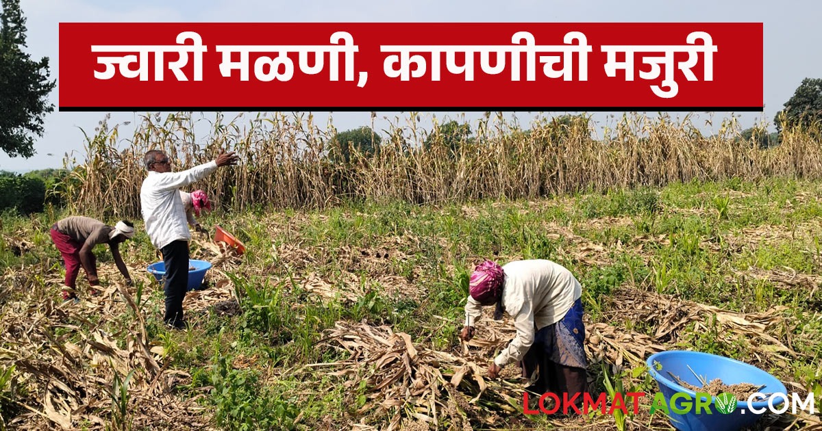 Jwari Harvesting : ज्वारी कापणी, मळणीसाठी किती रुपये मजुरी दिली जातेय ...