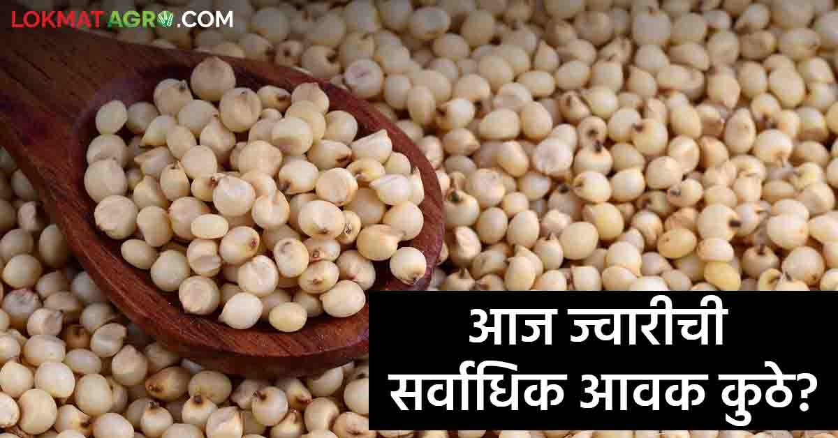 Jawar Bajarbhav : पुणे बाजारात मालदांडी ज्वारी घसरली, आज काय भाव मिळाला ...
