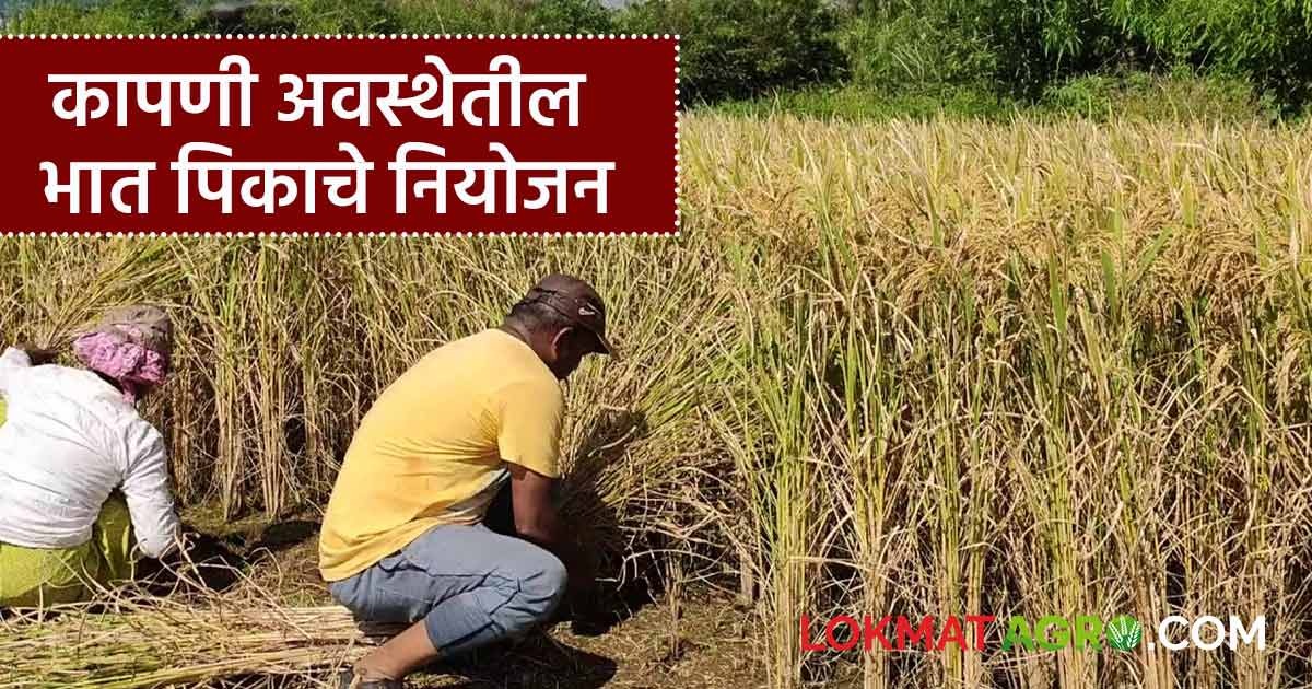 Bhat Kadhani : भात कापणी सुरु, कापणीसाठी वैभव विळ्याचा वापरच का? नियोजन ...